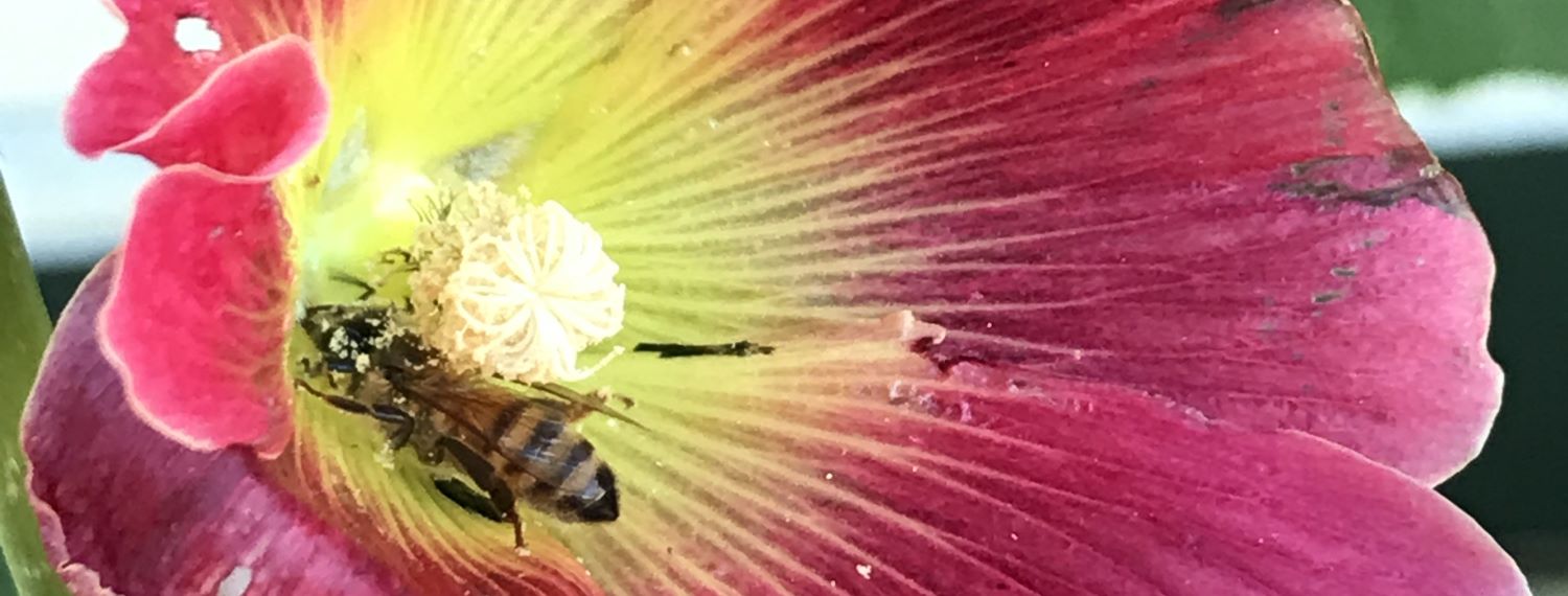 Pollinator Week 2024 – Rainy Day Bees