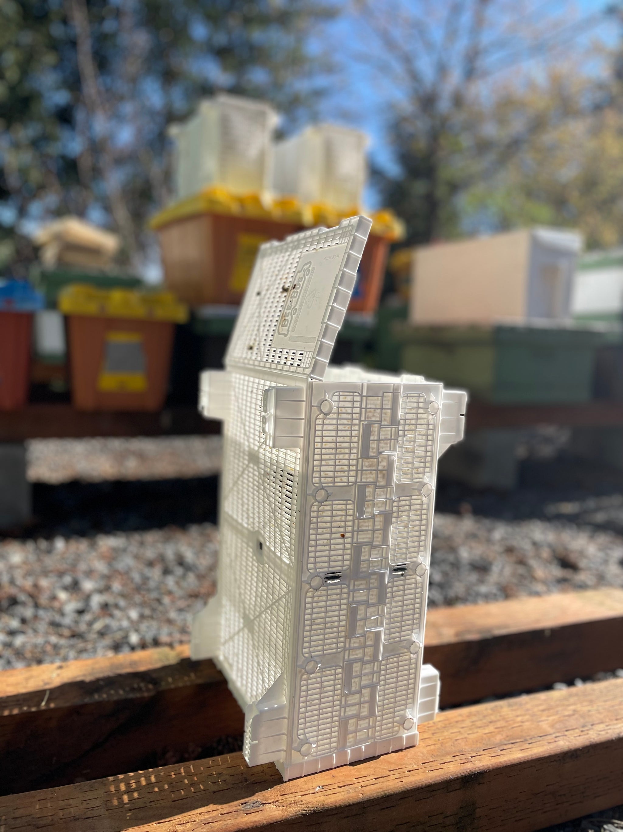 Package Bees - Golden West Bees (2026, Early April Pickup) – Rainy Day Bees