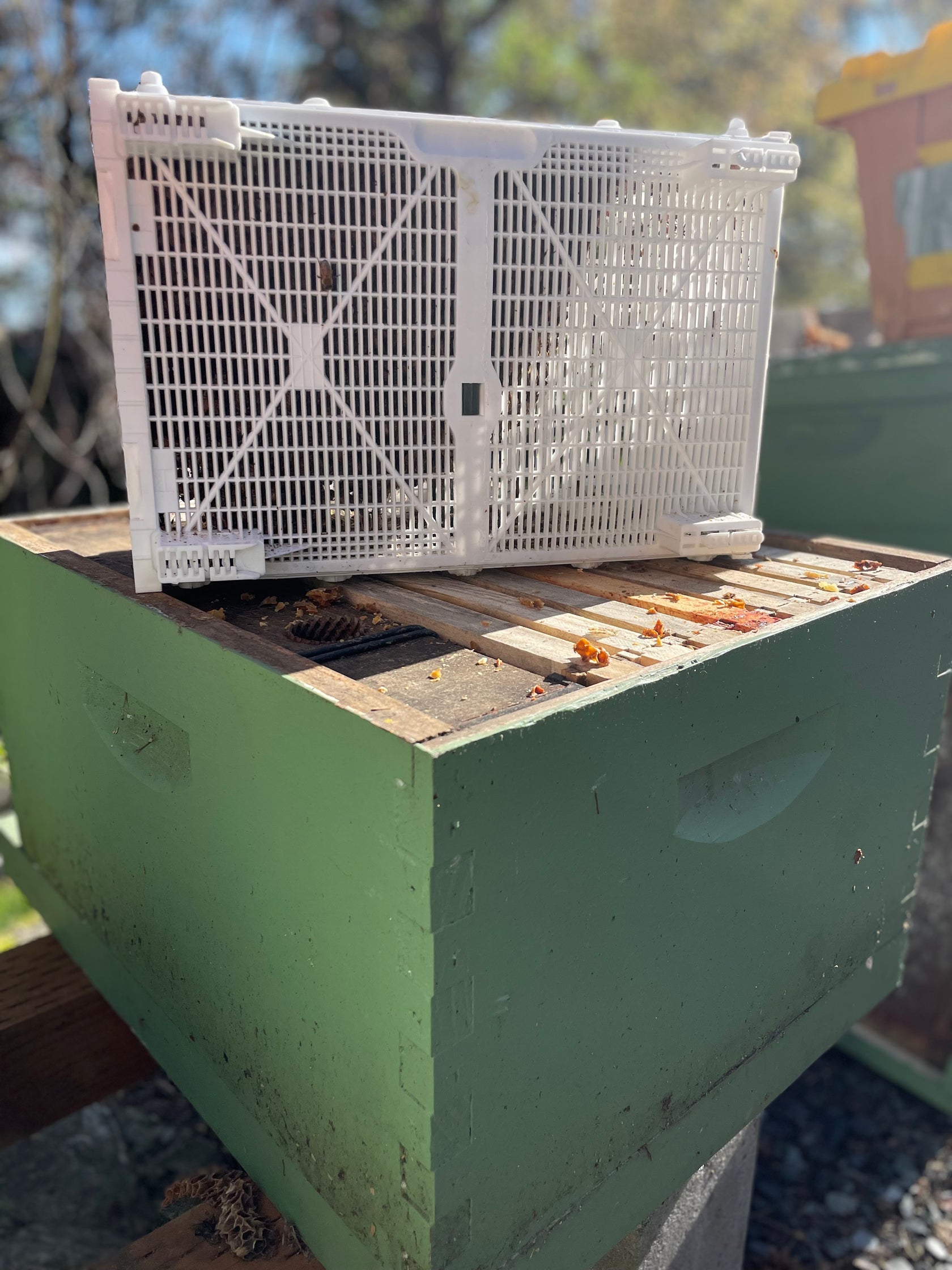 Package Bees - Golden West Bees (2026, Early April Pickup) – Rainy Day Bees