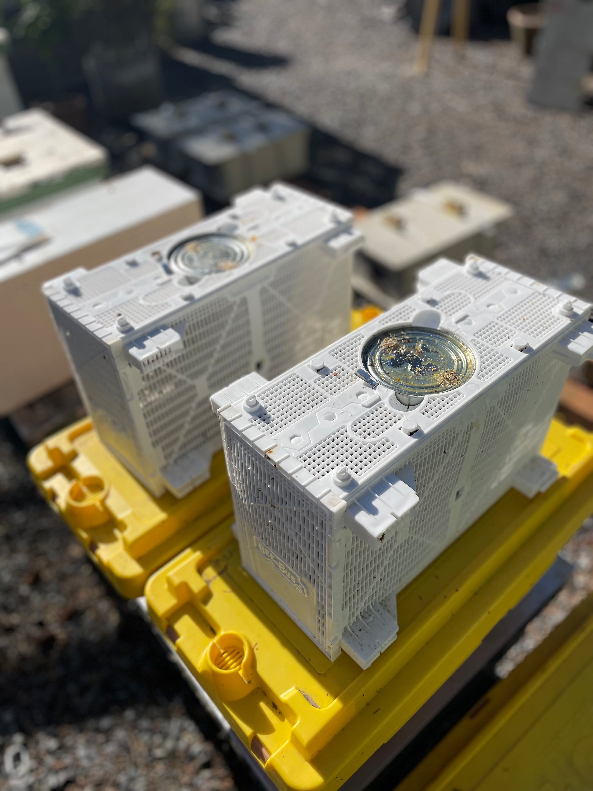Package Bees - Golden West Bees (2026, Early April Pickup) – Rainy Day Bees